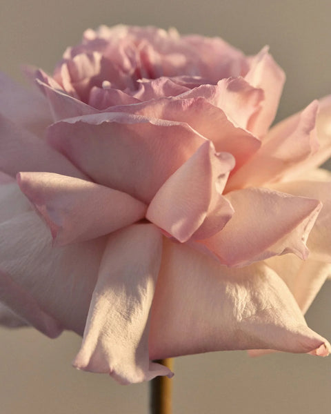 Leif-Wild Rosella Body Lotion 500ml – Emma-Marie